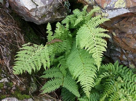 Ferns Phylum Pteridophyta 21 06 2017 Mana Colleges Guide To Flora