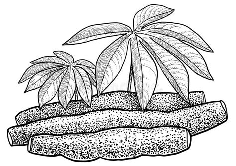 Outline Cassava Stock Illustrations 74 Outline Cassava Stock Illustrations Vectors And Clipart