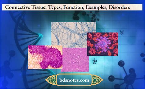 Connective Tissue Types Function Examples Disorders Bds Notes