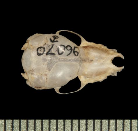 Adw Myotis Volans Specimens