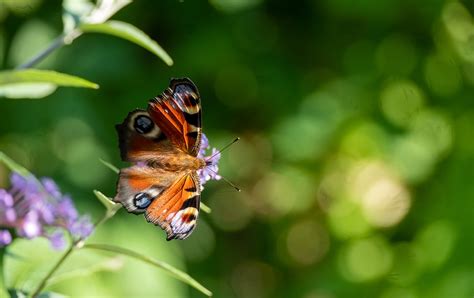 Peacock Butterfly Flower Free Photo On Pixabay Pixabay