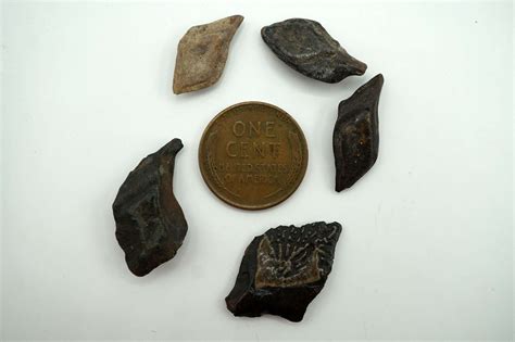 Fossil Gar Scales For Sale Digging Science