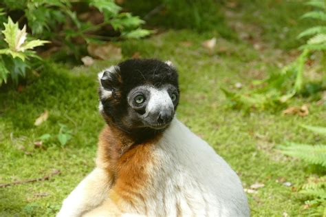 1 무료 Crowned Sifaka And 반 원숭이 이미지 Pixabay