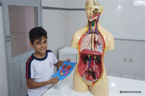 Colégio Salesiano Aracaju Alunos estudam Sistema Urinário no