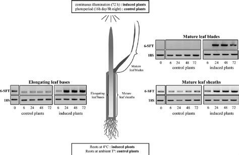 Expression Of The 6 Sft Gene As Compared With 18s Rrna Transcript