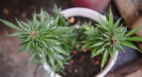 Flor de marihuana de cáñamo cultivo de interior operación de cultivo de