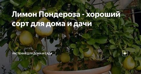 Лимон Пондероза - хороший сорт для дома и дачи | Растения для дома и ...