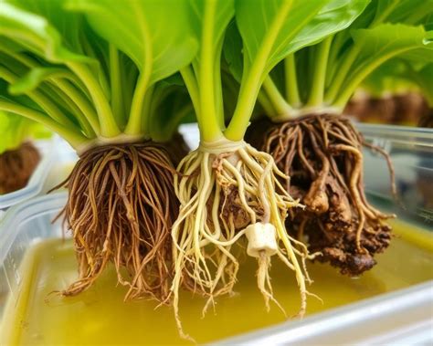 Root Rot In Hydroponics Proven Tips To Save Your Plants