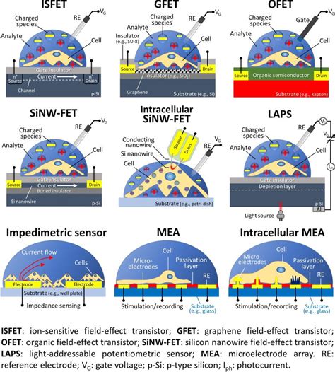 Dua Özsoylu On Linkedin Cell Biosensor Electrochemical 26 Comments
