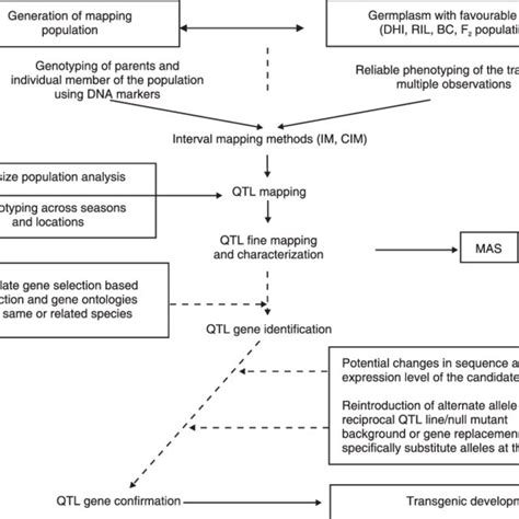 Genomic Approaches For Qtl Mapping And Cloning Download Scientific Diagram