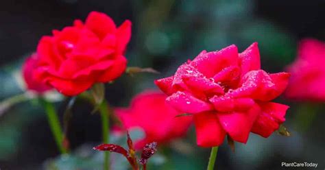 Tips On Fertilizing Knockout Roses When And What Kind