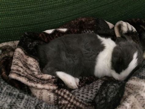 Pin Di Lady LiShang Su Bunny Nel