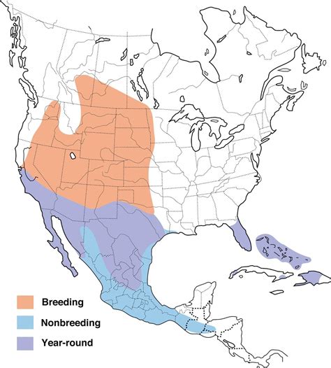 Profile Of The Week Burrowing Owl Great Read