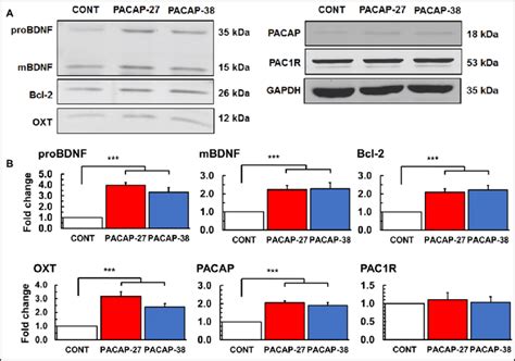 Pacap 27 And Pacap 38 Enhanced Neuroprotective Factor Expression