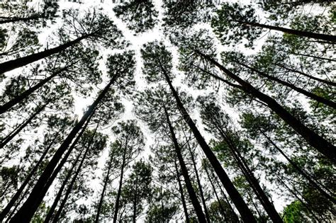Wide View Of Pine Tree Forest Multiple Small Trees Branches Stock