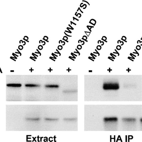 The Cooh Terminal Acidic Domain Of Yeast Myosin I Shares Sequence