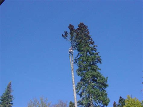 Man Cutting Tree Free Stock Photo Public Domain Pictures