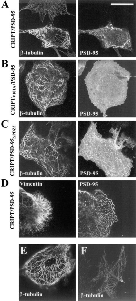 Cript A Novel Postsynaptic Protein That Binds To The Third Pdz Domain Of Psd 95 Sap90 Neuron