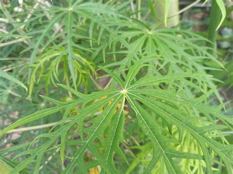 Full Guide On Plants That Look Like Weed 59 Off