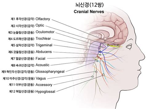 신경계 후려치기2 말초신경뇌신경척수신경체성신경자율신경운동신경감각신경교감신경부교감신경 네이버 블로그