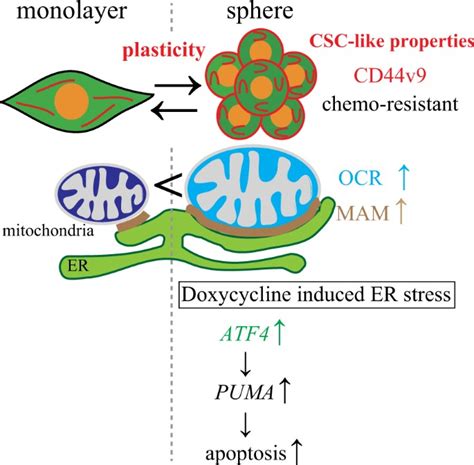 Doxycycline Induces Apoptosis Via Er Stress Selectively To Cells With A
