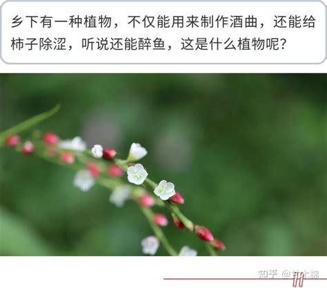 用辣蓼草给柿子除涩，几乎是不耗成本的方法 知乎
