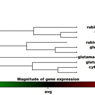 Heat Map And Non Supervised Hierarchical Clustering Demonstrate