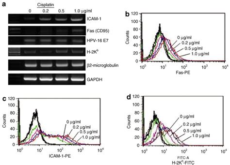 Expression Levels Of Cellular Surface Markers And Hpv 16 E7 Antigens In