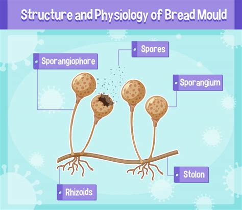 50 Rhizoid Illustrations Stock Illustrations Royalty Free Vector