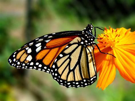 Kupu Kupu Cantik Gosip Gambar