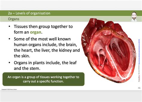 IGCSE Ultimate Presentation Bundle