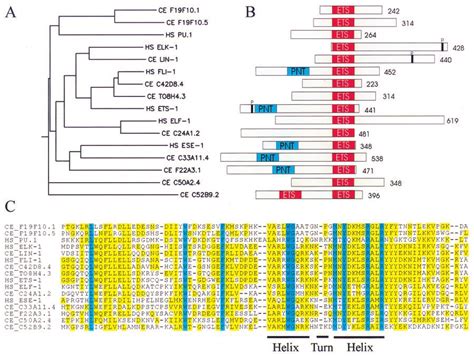 Phylogenetic Analysis Of C Elegans Ets Genes A The Phylogenetic