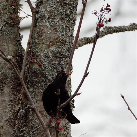 Male Blackbird Birdforum