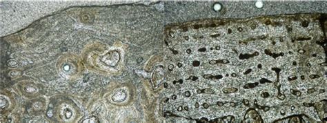 The Fossilization Process Of Dinosaur Remains Lab Manager