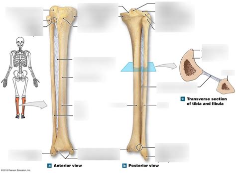 Lower Leg Diagram Quizlet