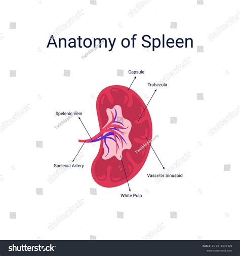 Human Spleen Anatomy Diagram Vector Illustration Stock Vector Royalty