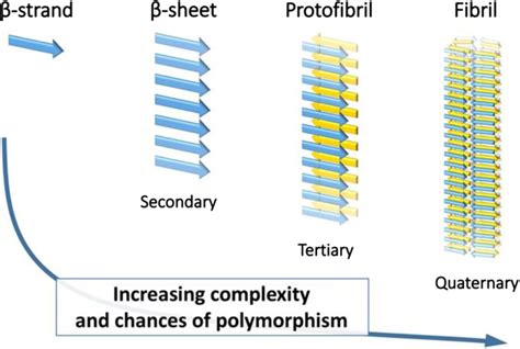 Understanding Amyloid Fibril Formation Using Protein Fragments Structural Investigations Via