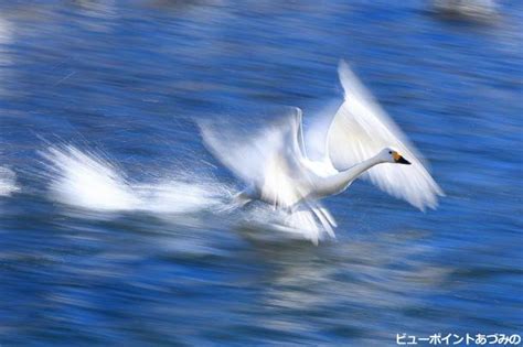 水流からの飛立ち 安曇野の風景写真 ビューポイントあづみの