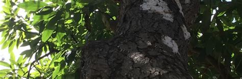 Avocado Disease Management See All About It Topics In Subtropics