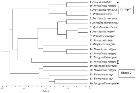 Cluster Analysis Of The 20 Selected Isolates Download Scientific Diagram