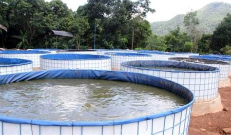 Cara Budidaya Ikan Nila Menggunakan Sistem Bioflok Secara Lengkap