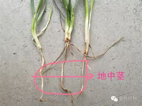 小麦出苗异常别不当回事！这六类情况就严重影响产量
