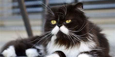 9 Beautiful Black And White Cat Breeds Eager To Be Your New Favorite
