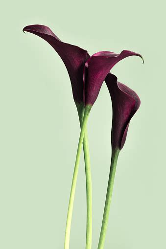 녹색 배경에 짙은 보라색 칼라 백합 꽃 최소한의 자연 꽃 개념 꽃이 만발한 꽃 미적 여름 꽃 카드를 닫으십시오 신선한 꽃 칼라