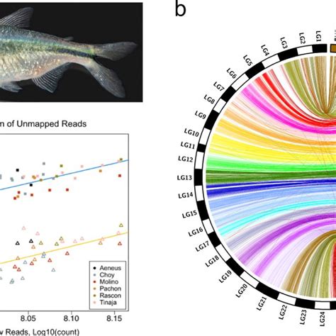 Assembly Metrics For The Surface Fish Genome Astyanax Mexicanus 20 A