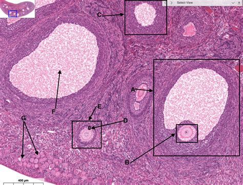 Ovary Histology Diagram Quizlet