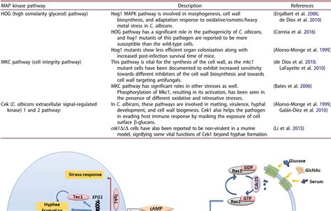 Map Kinase Pathways And Their Important Roles In The