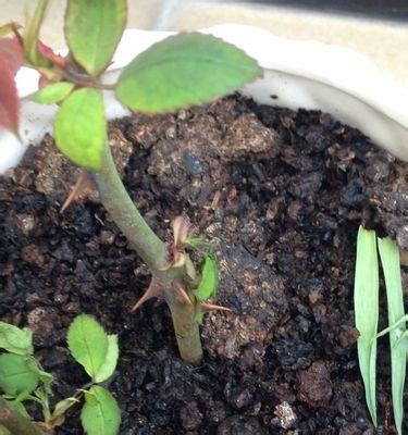 如何种植玫瑰花光照土壤浇水修剪肥料病虫害防治繁殖技巧常见问题 花植网