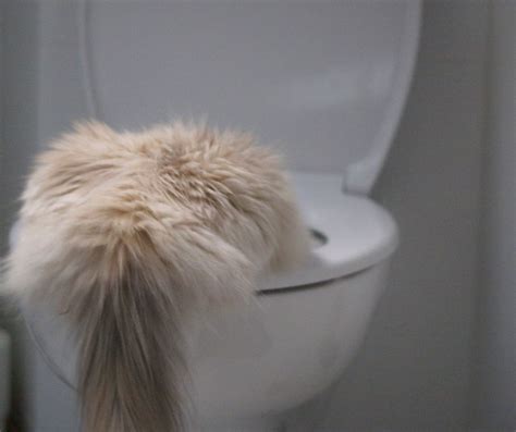 Why Does My Cat Drink Out Of The Toilet