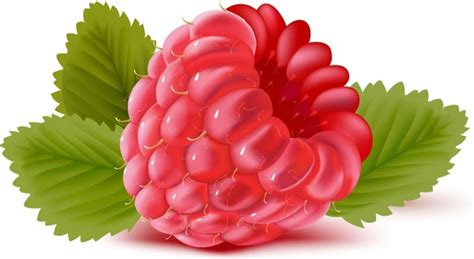 Raspberry Vectors Images Graphic Art Designs In Editable Ai Eps Svg
